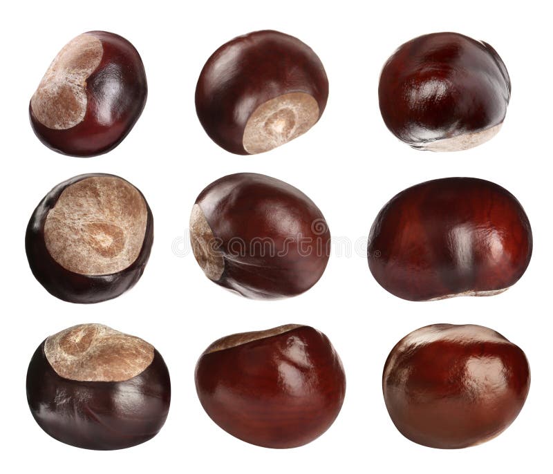 Set of Brown Horse Chestnuts Isolated on White Stock Photo - Image of ...