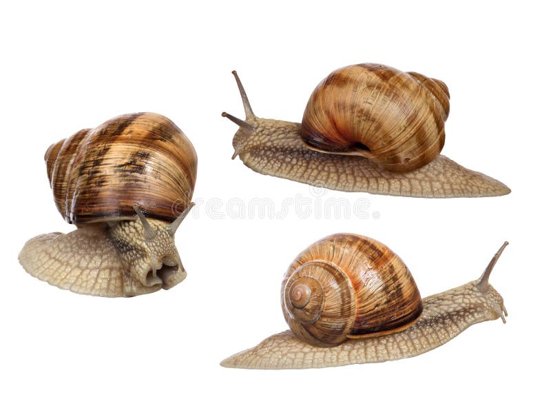 Set of Three Brown Snails Isolated on White Stock Photo - Image of ...