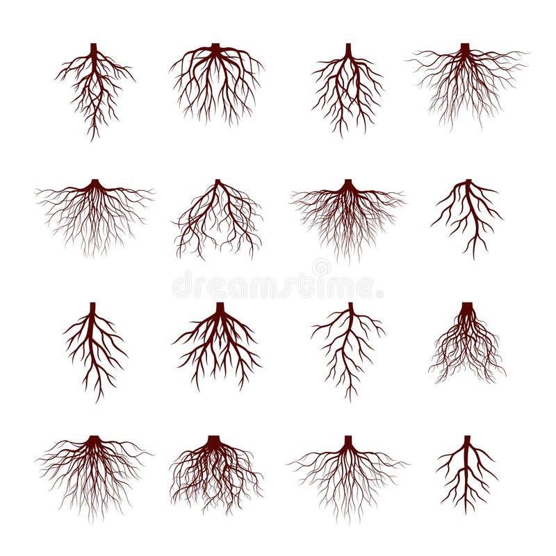 Set of Brown Tree Roots. Vector Illustration Stock Vector ...