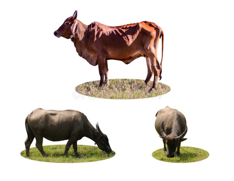 Set of Bull Isolated on White Stock Image - Image of stand, cattle ...
