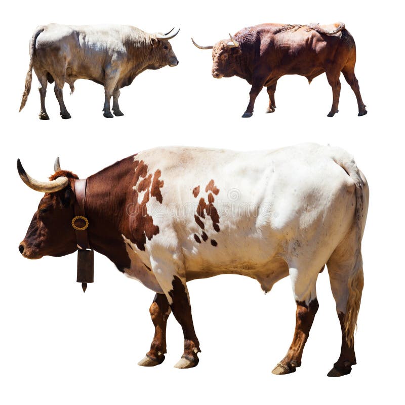 Bull stock photo. Image of exhibition, bull, veterinary - 31235010