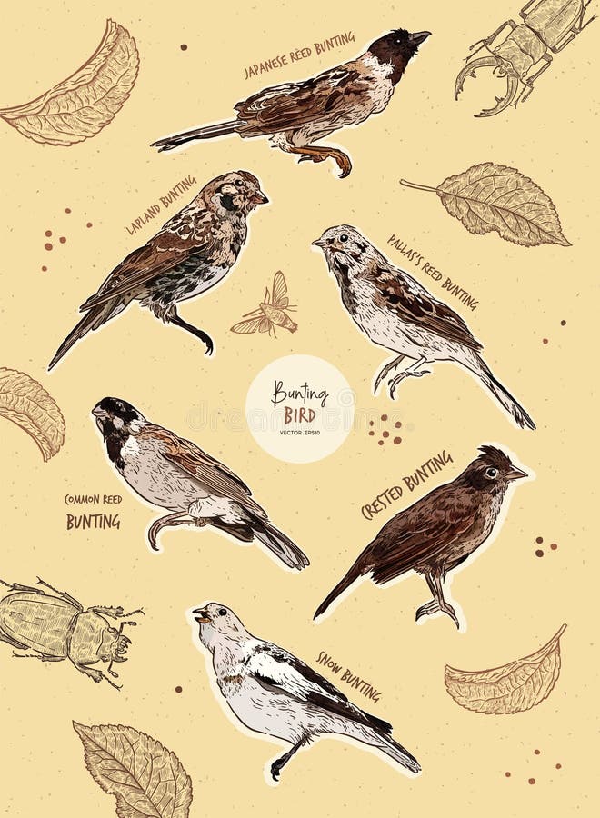 Set of Bunting Bird, Hand Draw Sketch Vector Stock Vector ...