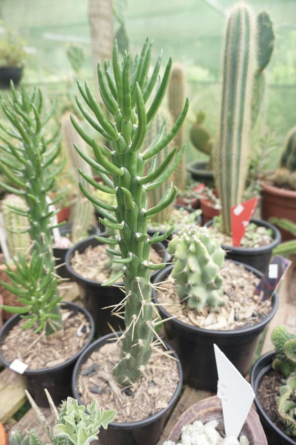 Set of Cacti of Different Types Stock Photo - Image of cultivation ...