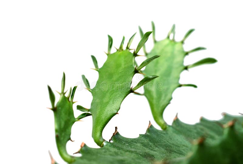 Set of Cactus Real Plants Isolated on White Background. Stock Photo ...