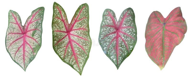 Set of Caladium Bicolor Leaf Isolated on Transparent Background. Queen ...