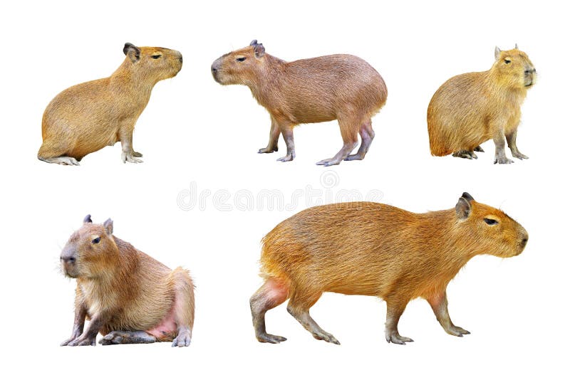 Capybara Isolated on White Background. Stock Photo - Image of fluffy ...