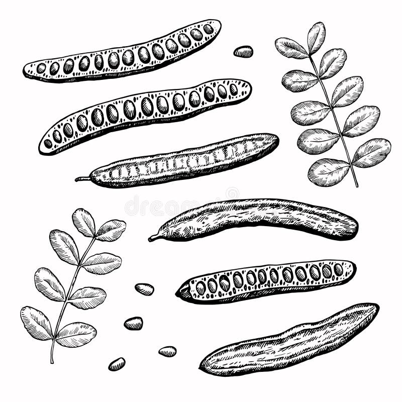 Carob Tree Stock Illustrations – 189 Carob Tree Stock Illustrations ...
