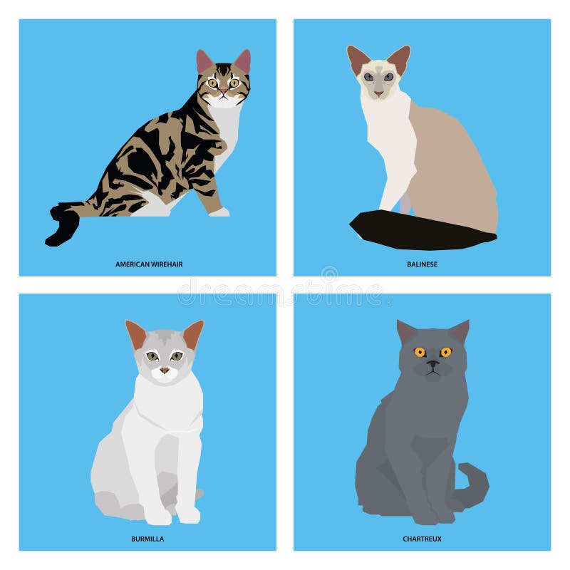 Set of Cat Breeds, Illustration Stock Illustration - Illustration of ...