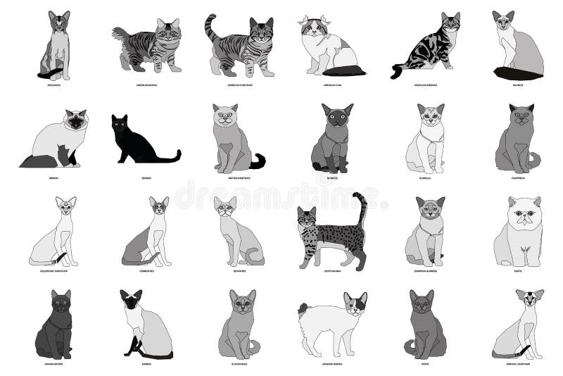 Set of Cat Breeds, Illustration Stock Illustration - Illustration of ...