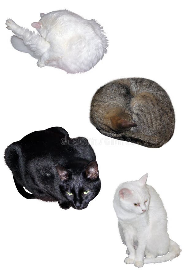 Set of cats stock image. Image of mammal, grey, poses - 35649381