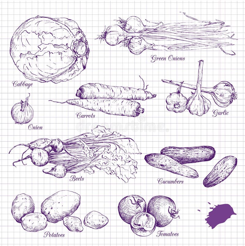 Drawing of Six Vegetables on a Sheet of Student Notebooks Stock Vector ...