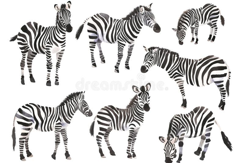 Set of Charming Zebra in Different Poses, Watercolor Stock Illustration ...