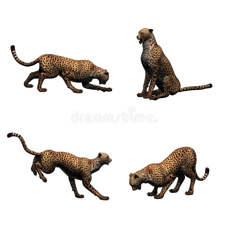 Set of Cheetah in Different Movements on White Background Stock ...