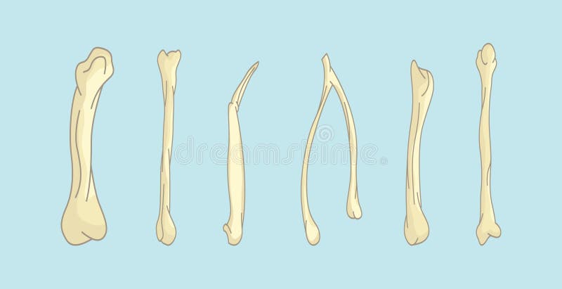 Set of Chicken Bone Cartoon Icon Design Template with Various Models ...