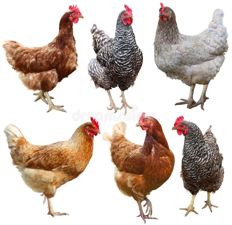 Set of Chicken Isolated on White Background Stock Image - Image of look ...