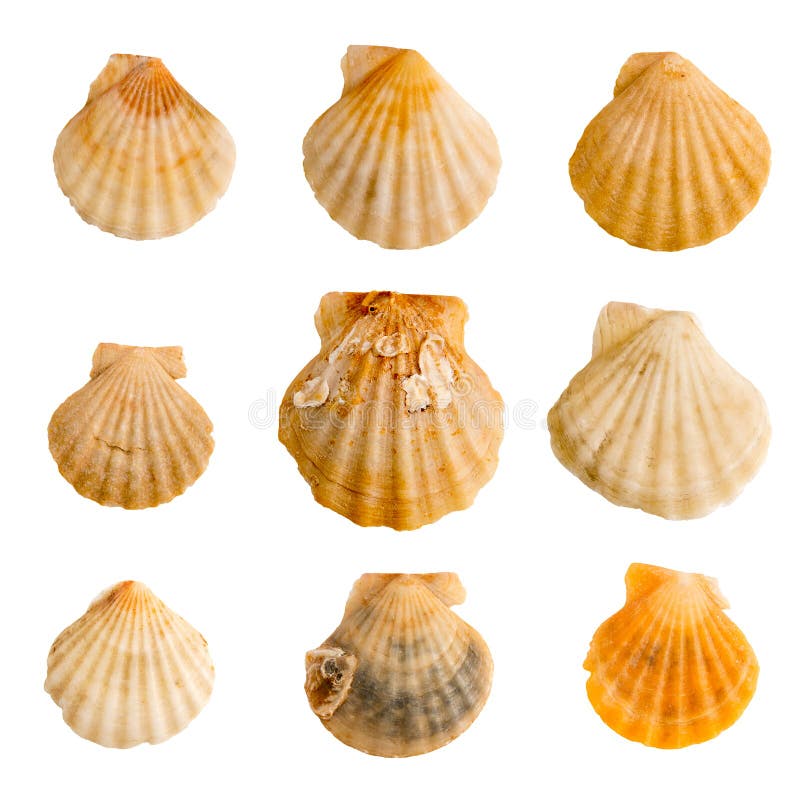 Set of Shells on a Transparent Background. Stock Photo - Image of ...