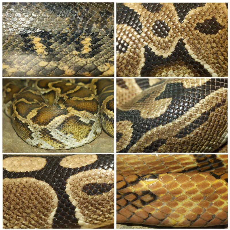 Snake Skin Pattern Vector Stock Photos - Free & Royalty-Free Stock ...