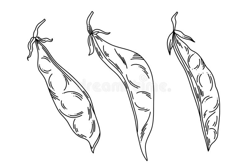 Set of Closed Bean Pods in Line Art on a White Background, Hand Drawn ...
