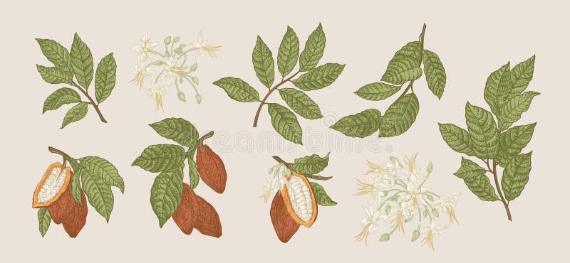 Cocoa Tree Illustration, Drawing, Engraving, Ink, Line Art, Vector ...