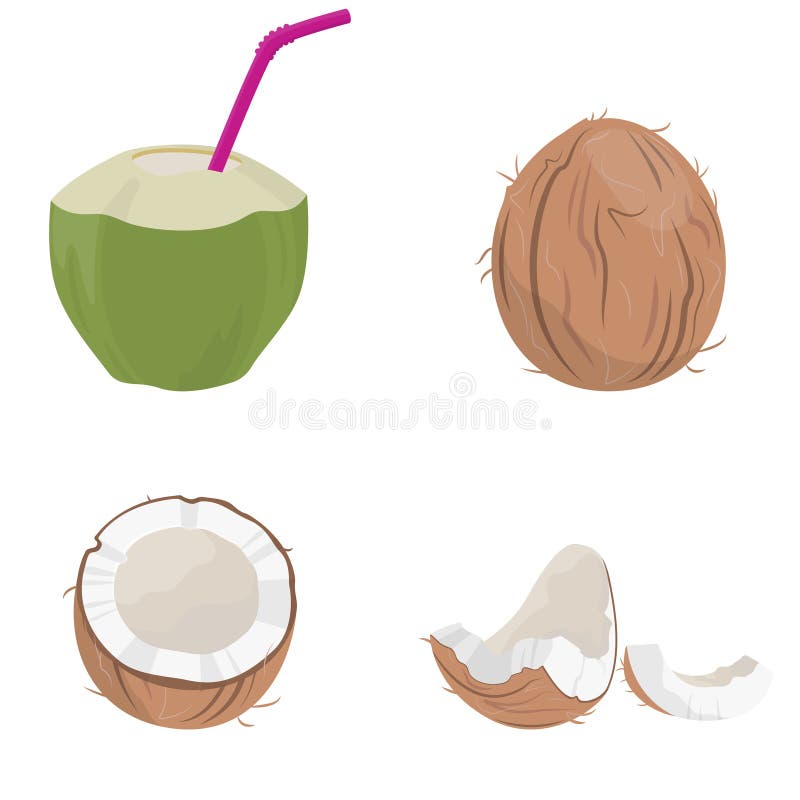 Set of coconut elements. stock vector. Illustration of tropical - 178167378