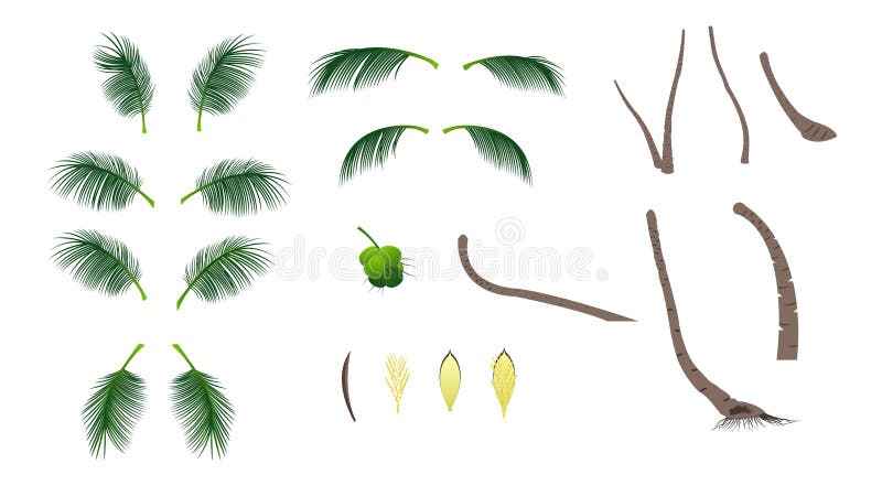 Set of Coconut Palm Tree Parts Stock Vector - Illustration of stem ...