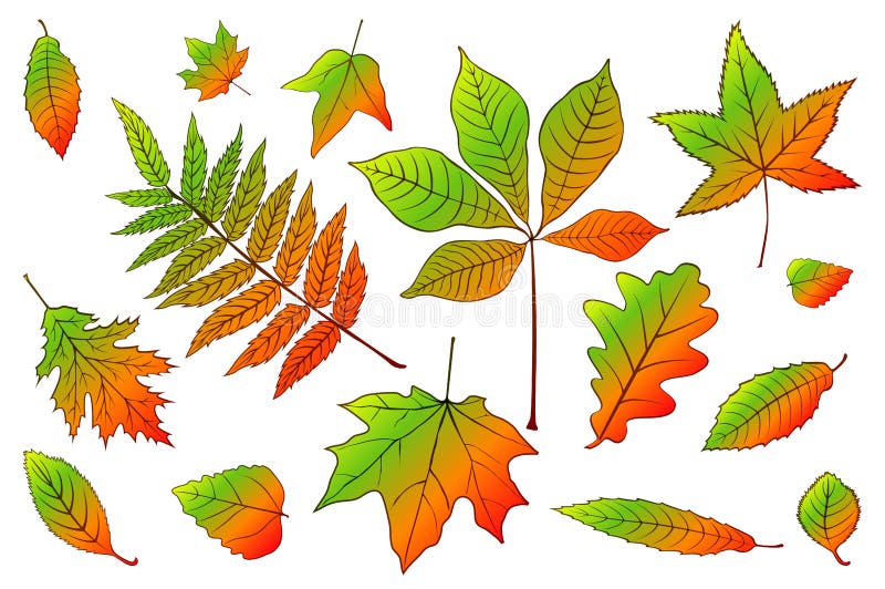Set Collection Beautiful Colorful Autumn Leaves Isolated On White