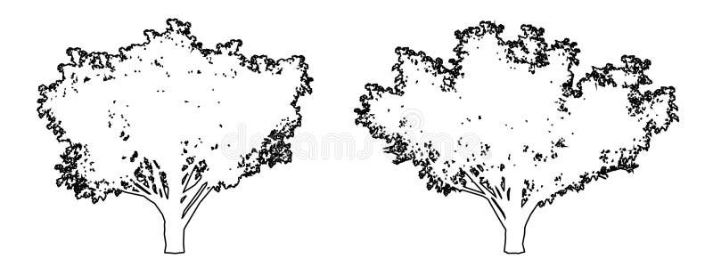 Set or Collection of Common Hawthorn Trees As a Black Line Drawing ...