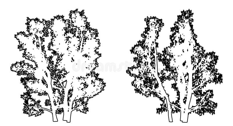 Set or Collection of Common Hazel Trees As a Black Line Drawing ...
