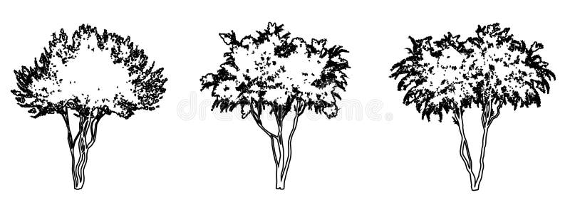 Set or Collection of Crape Myrtle Trees As a Black Line Drawing ...