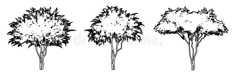 Set or Collection of Crape Myrtle Trees As a Black Line Drawing ...