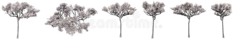 Set or Collection of Drawings of Stone Pine Trees Stock Illustration ...