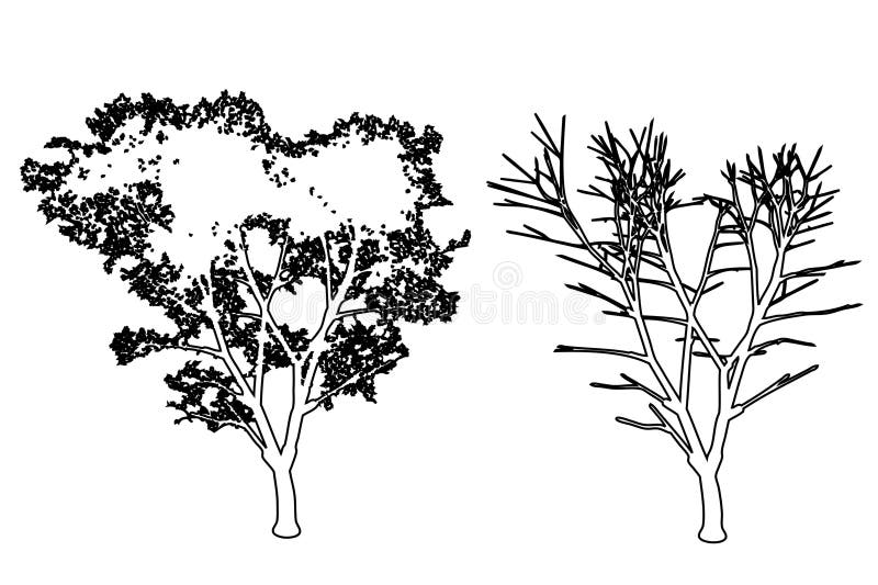 Set or Collection of Rural Maple Trees As Black Line Drawing Silhouette ...