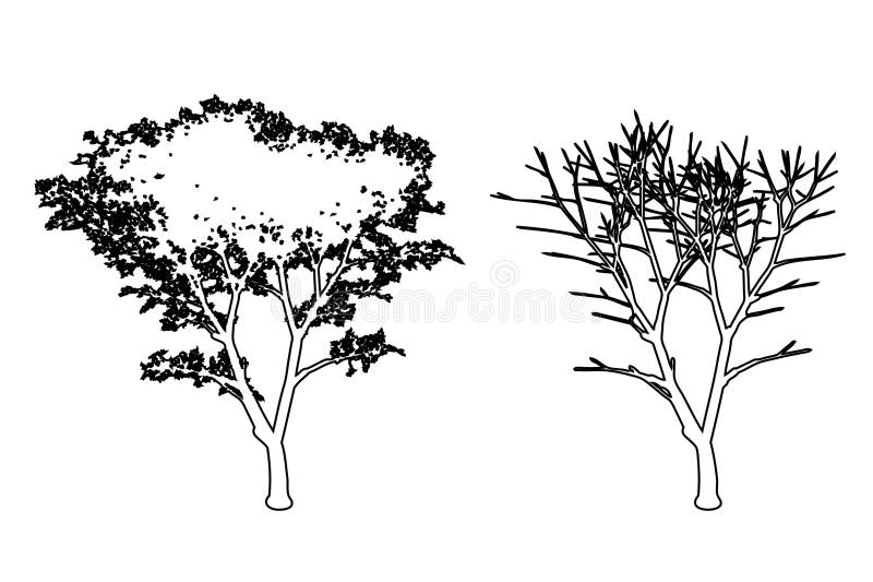 Set or Collection of Rural Maple Trees As Black Line Drawing Silhouette ...