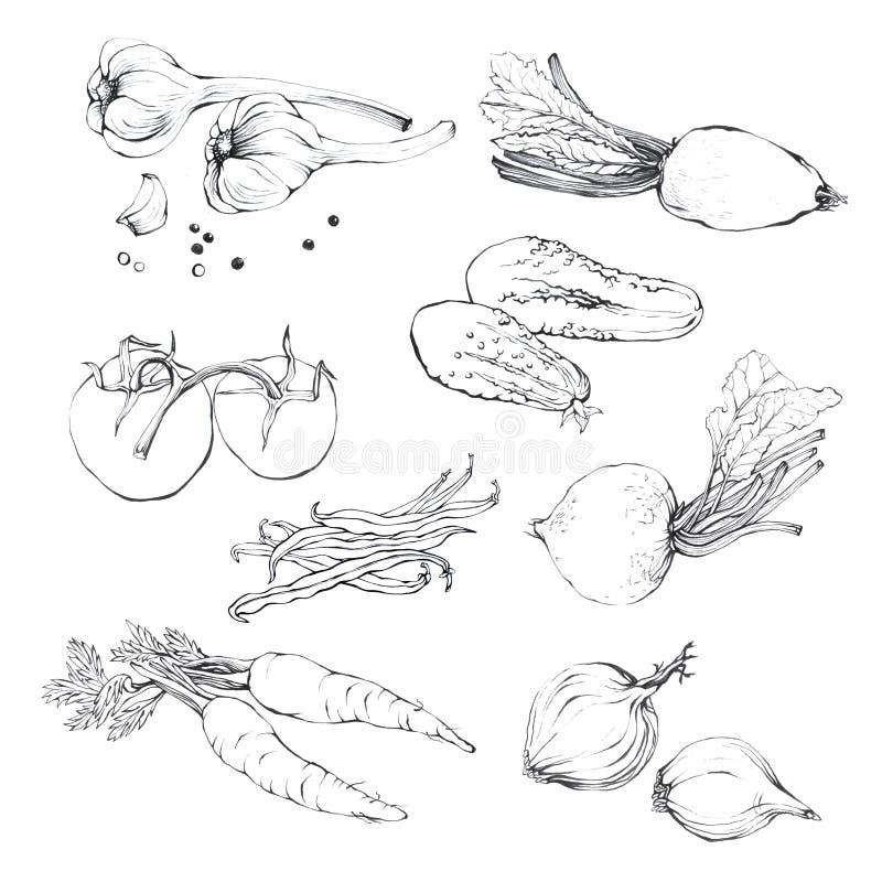 Set, Collection of Various Hand Drawn Vegetables. Stock Illustration ...
