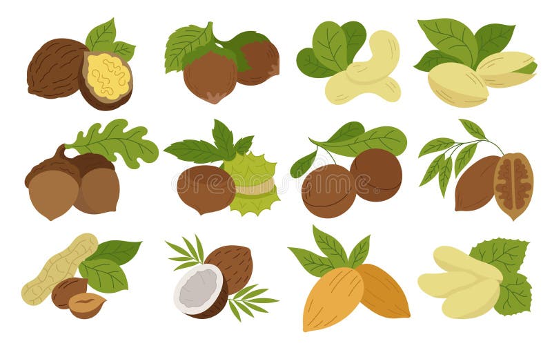 Different Types of Nuts. Set of Color Icons. Stock Illustration ...