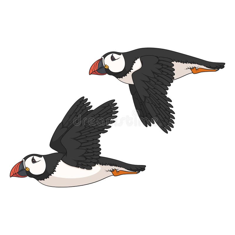 Set of Color Illustrations with Flying Puffin Bird. Isolated Vector ...