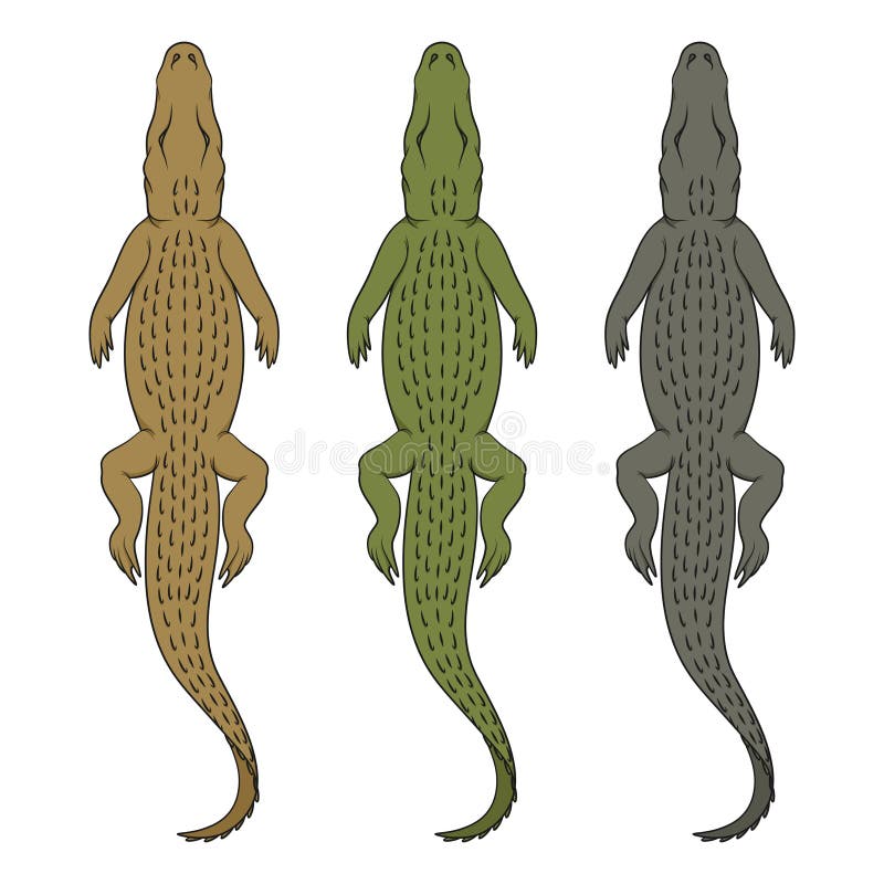 Set of Color Illustrations with Swimming Crocodile. Isolated Vector ...