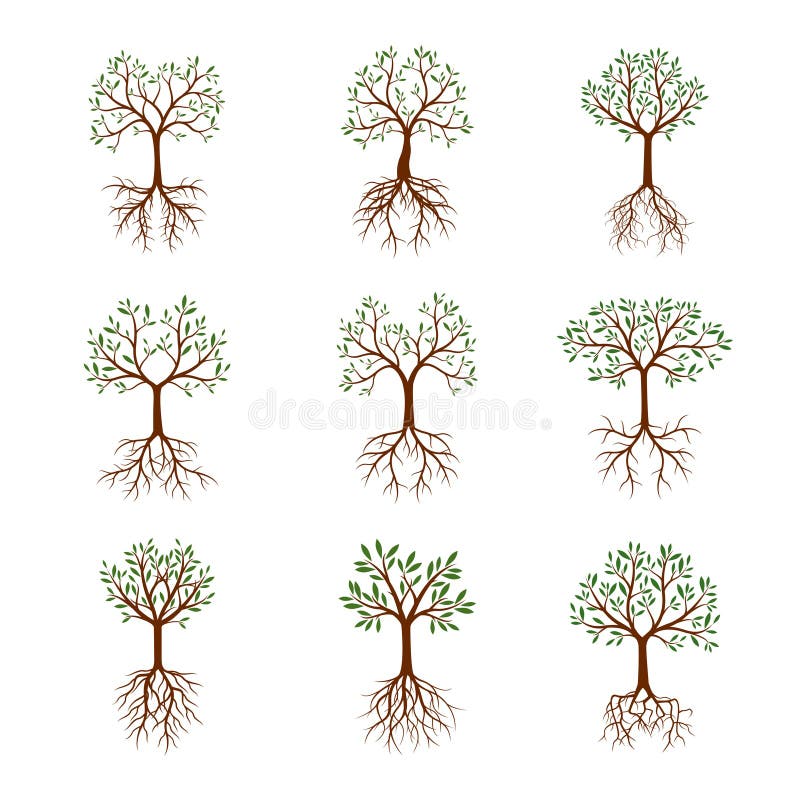 Set Color Trees with Leaves and Roots. Vector Illustration. Stock ...