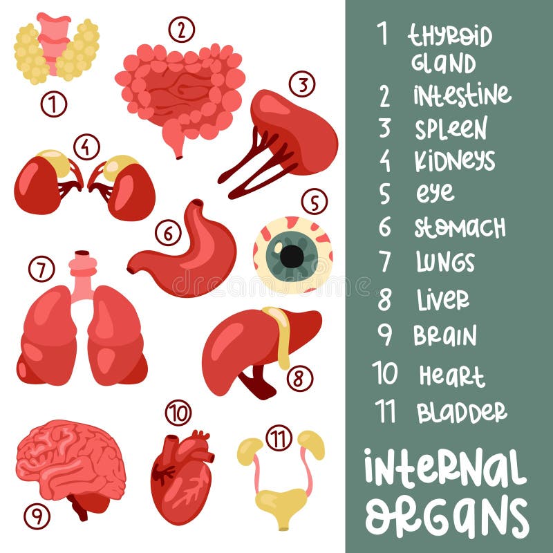 A Set of Color Vector Illustrations of Human Internal Organs with ...