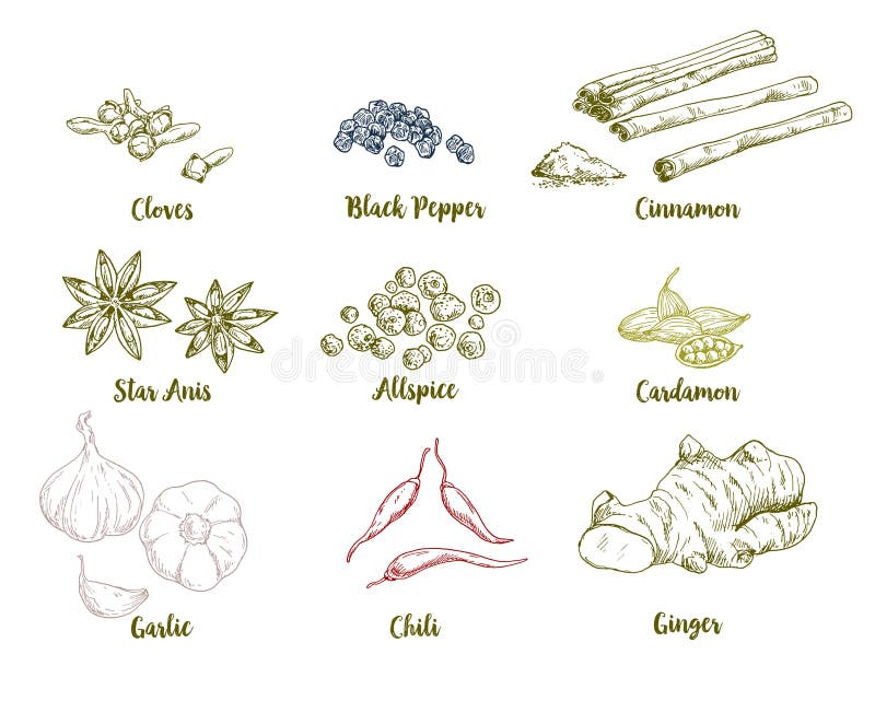 Set of Colored Hand Drawn Culinary Spices Stock Vector - Illustration ...