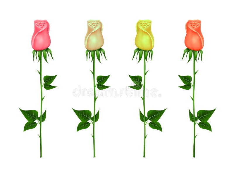Set of Colored Rose Flowers, Isolated. Realistic Vector Illustration ...