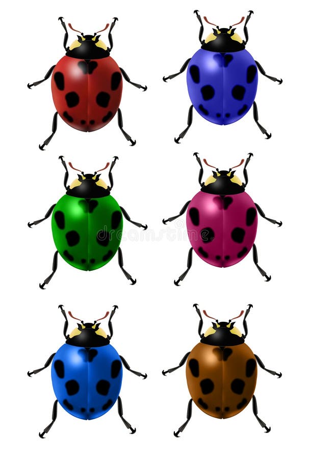 Real Colorful Ladybugs