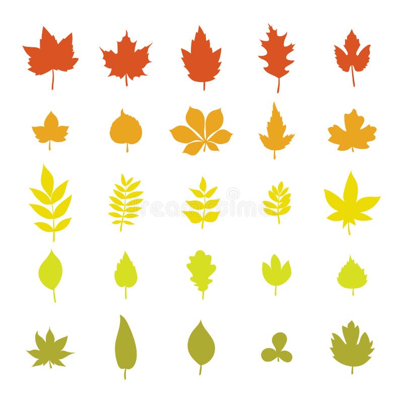 Set of Colorful Autumn Leaves. Leaf Collection on White Stock Vector ...