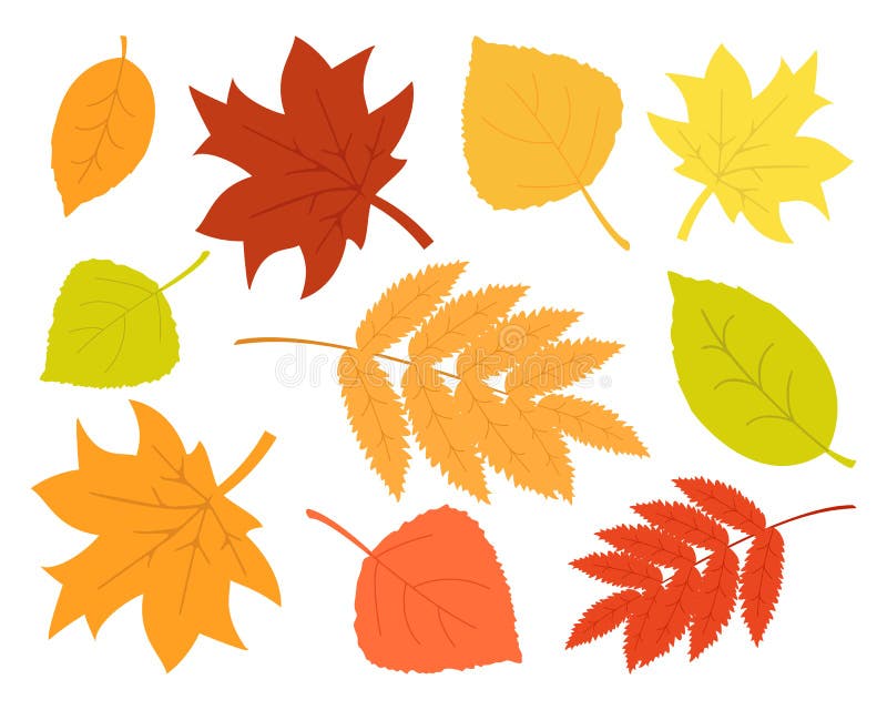 Set of Colorful Autumn Leaves on White Stock Vector - Illustration of ...
