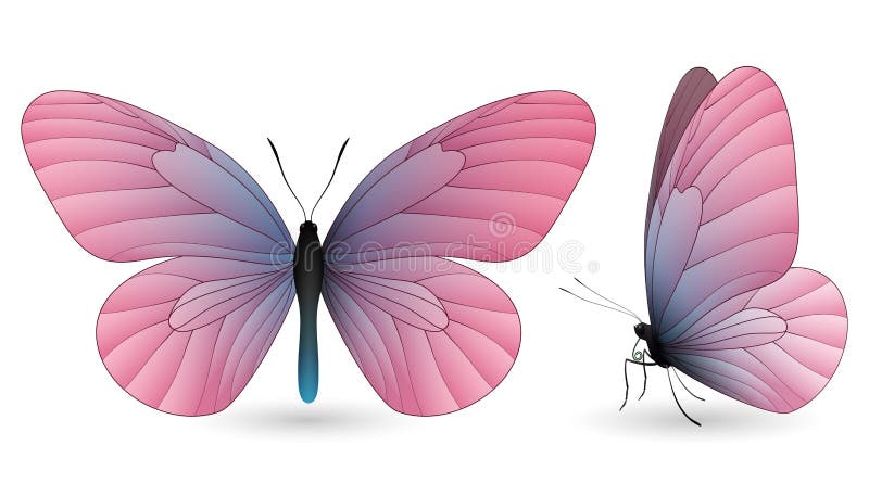 Set of Colorful Butterflies. Front and Side View Stock Vector ...