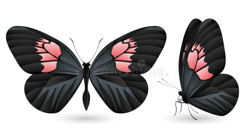 Set of Colorful Butterflies. Front and Side View Stock Vector ...