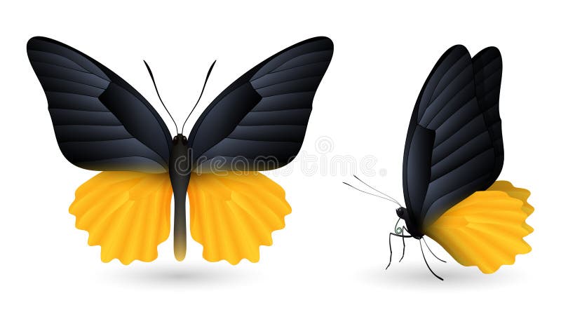 Set of Colorful Butterflies. Front and Side View Stock Vector ...