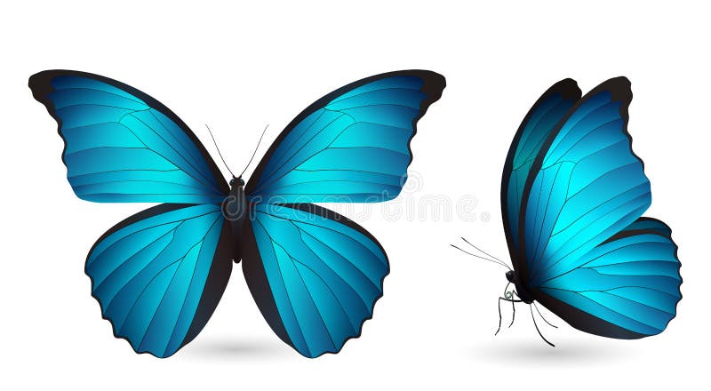 Set of Colorful Butterflies. Front and Side View Stock Vector ...