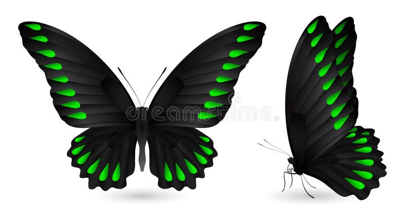Set of Colorful Butterflies. Front and Side View Stock Vector ...
