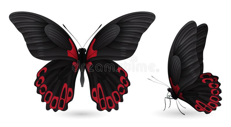 Set of Colorful Butterflies. Front and Side View Stock Vector ...